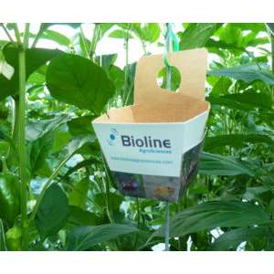Release boxes 50ct bag SB - Griffin Greenhouse Supplies