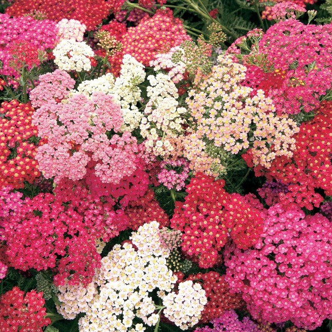 Achillea Seed - Griffin Greenhouse Supplies