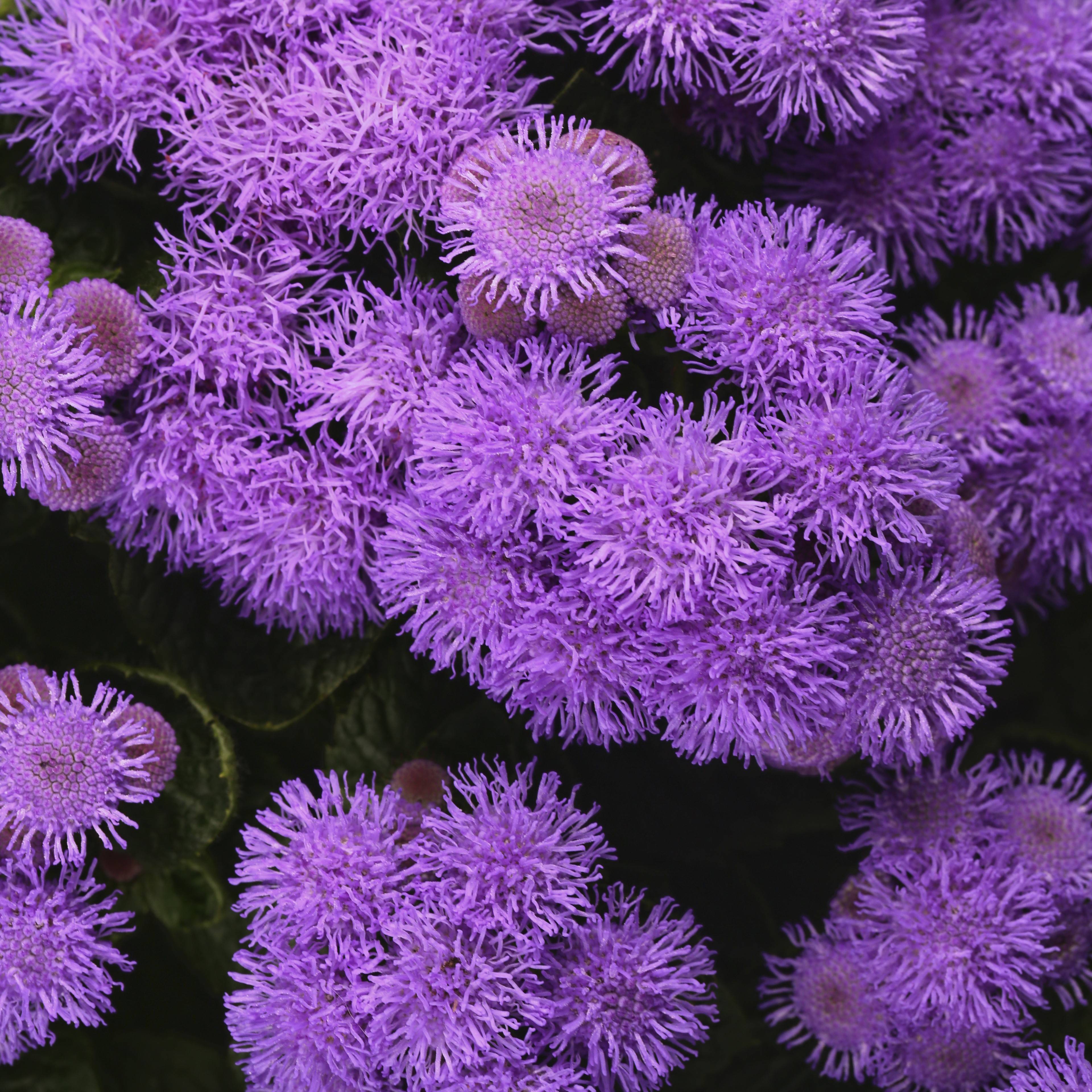Ageratum Bumble Blue 104/100 URC - Griffin Greenhouse Supplies