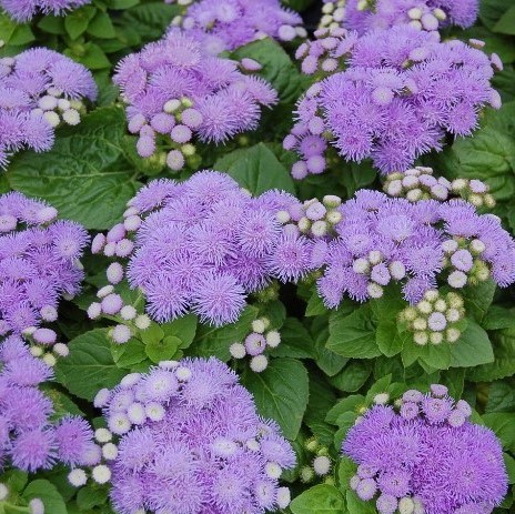 Ageratum Seed - Griffin Greenhouse Supplies