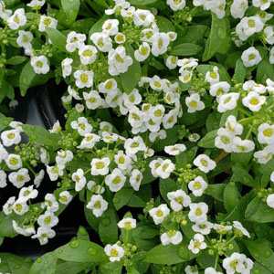 Alyssum Giga White (001000) (1K*) ASTD - Griffin Greenhouse Supplies