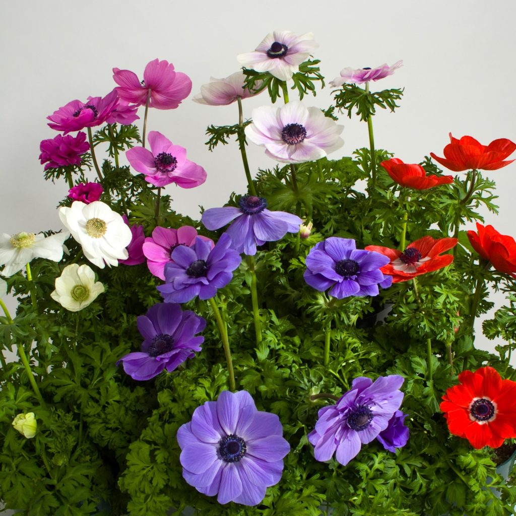 Anemone Harmony Mix ASTD - Griffin Greenhouse Supplies
