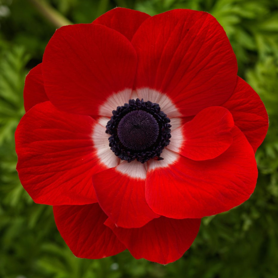 Anemone Harmony Scarlet ASTD - Griffin Greenhouse Supplies