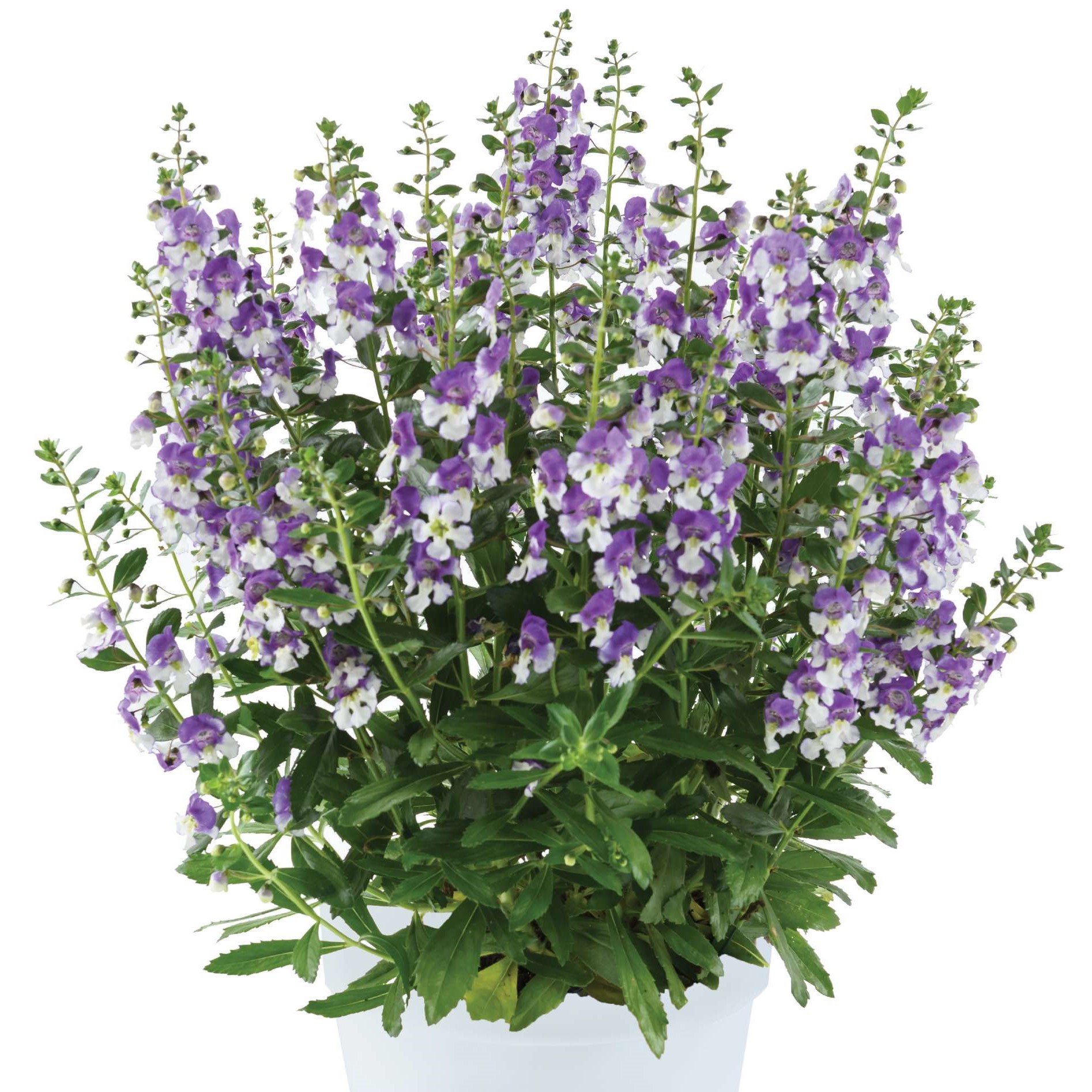 Angelonia Alonia Big Bicolor Purple 51/50 Split 102 Tray - Griffin ...