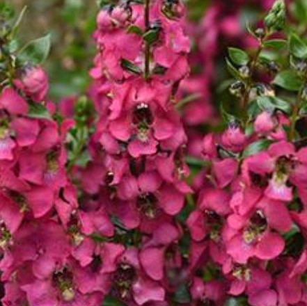 Angelonia Seed - Griffin Greenhouse Supplies