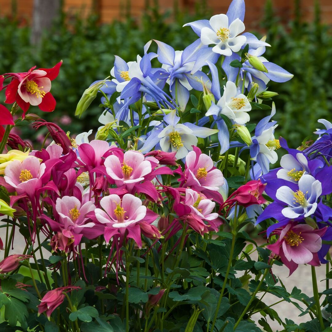 Aquilegia Kirigami Mix (000500) (500s) ASTD - Griffin Greenhouse Supplies