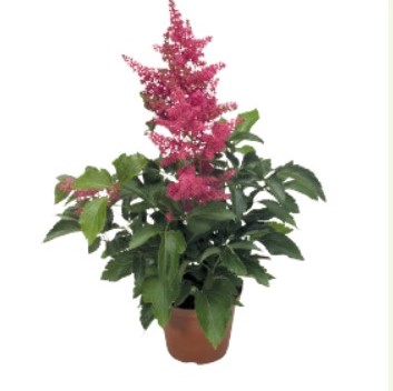 Astilbe Astary Rose PLT - Griffin Greenhouse Supplies