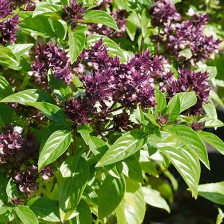 Basil/Ocimum Seed - Griffin Greenhouse Supplies