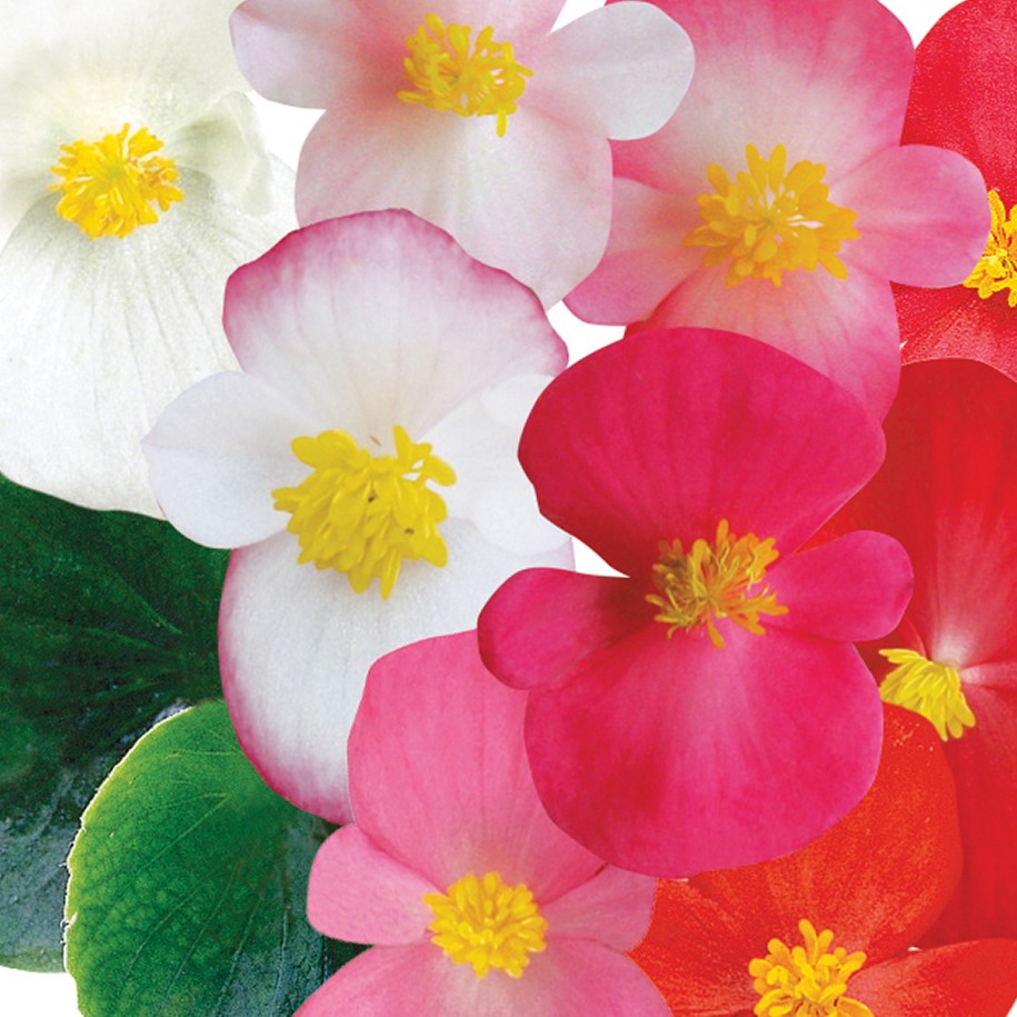 Begonia Seeds - Griffin Greenhouse Supplies