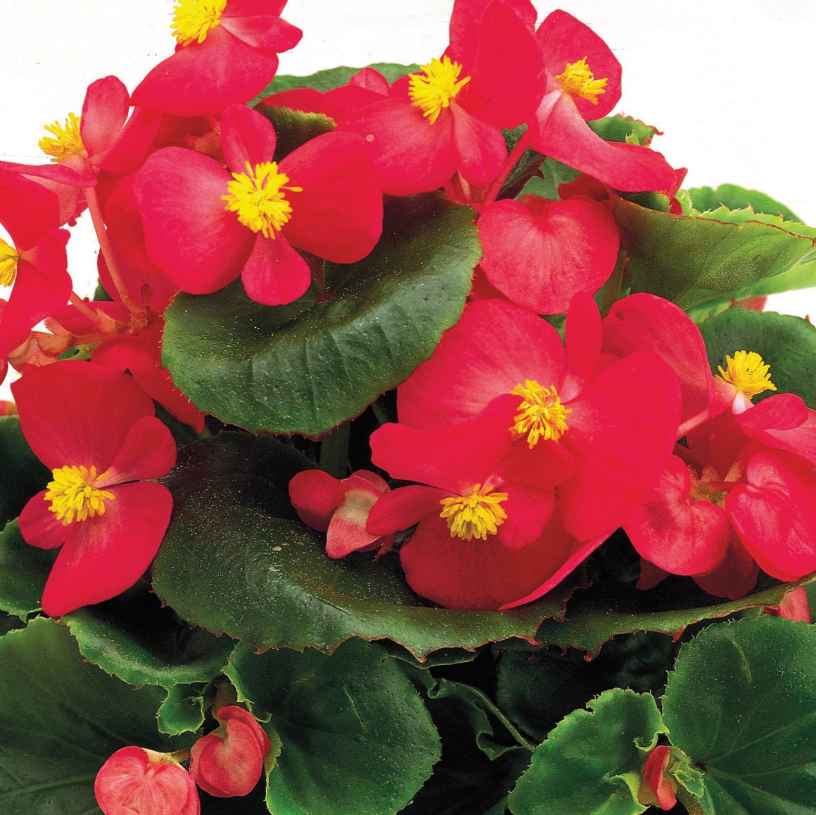 Begonia Seeds - Griffin Greenhouse Supplies