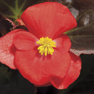 Begonia Seeds - Griffin Greenhouse Supplies