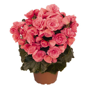 You Searched For "begonia" - Griffin Greenhouse Supplies