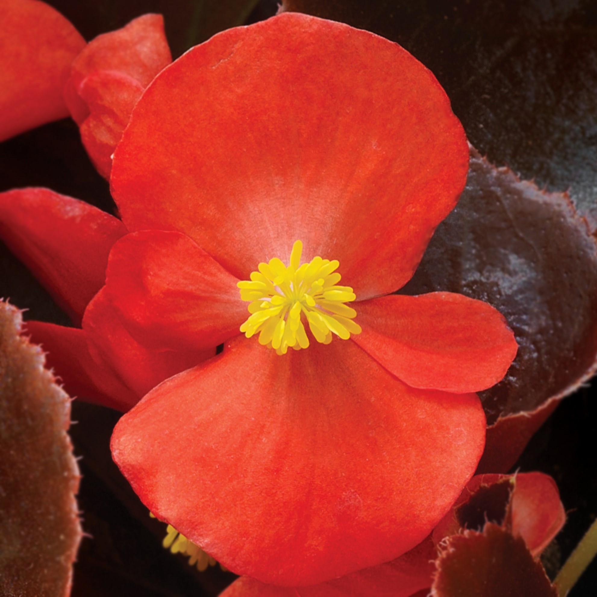 Begonia Seeds - Griffin Greenhouse Supplies