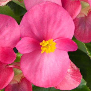 Begonia Seeds - Griffin Greenhouse Supplies