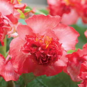 Begonia Seeds - Griffin Greenhouse Supplies