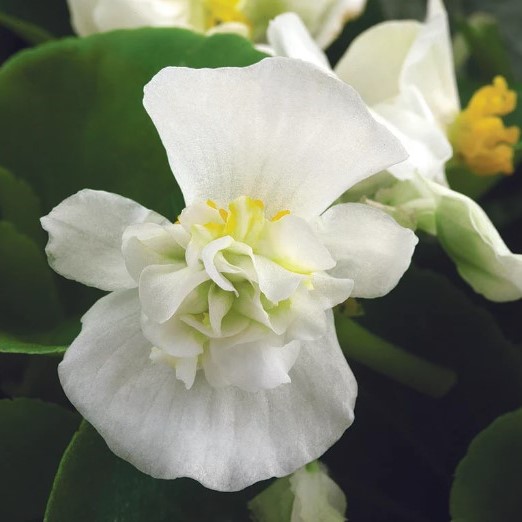 Begonia Seeds - Griffin Greenhouse Supplies