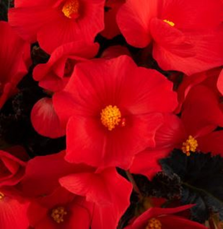 Begonia Florencio Red 50/50 Tray SF - Griffin Greenhouse Supplies