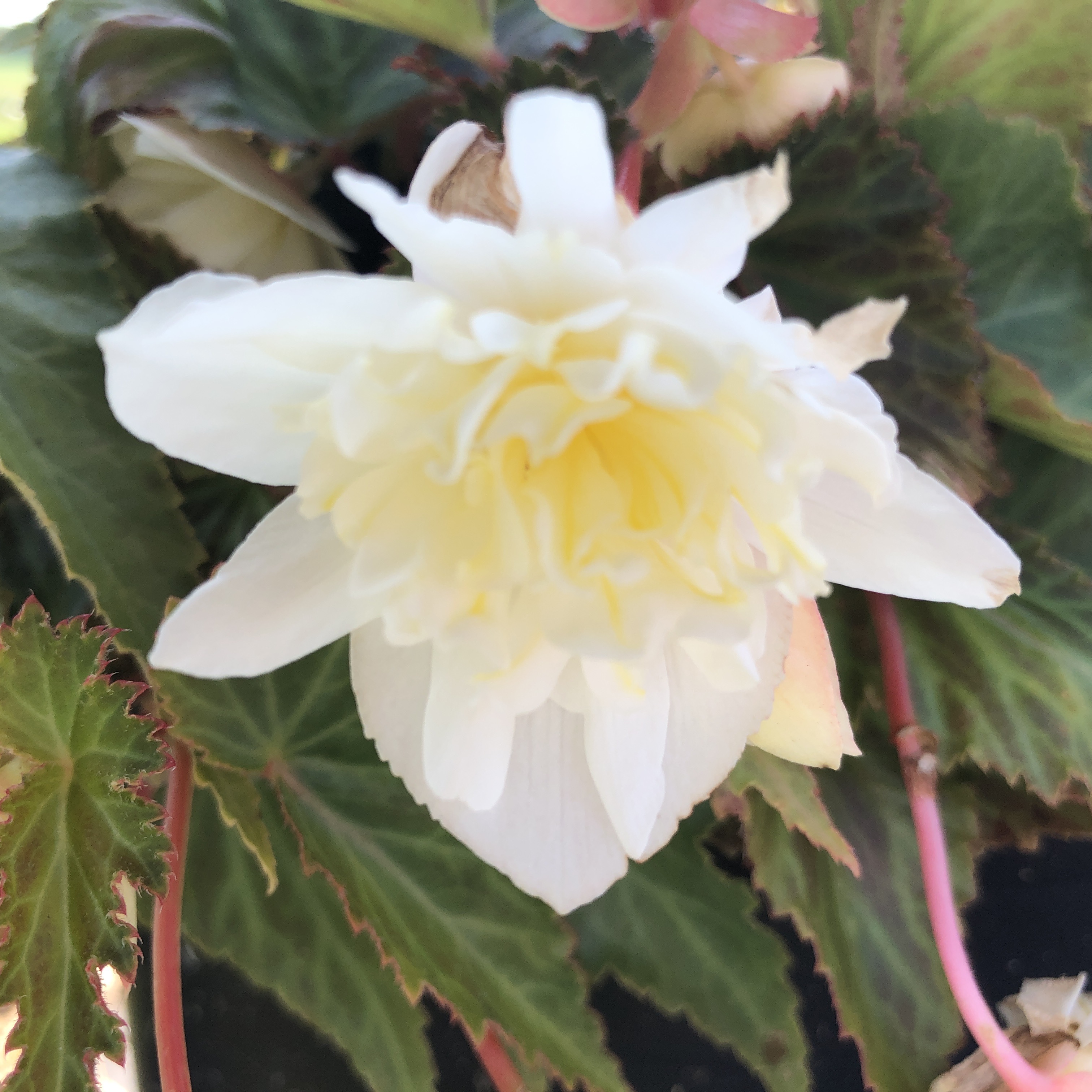Begonia Seeds - Griffin Greenhouse Supplies