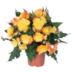 Begonia I'Conia First Kiss Del Sol 52/51 Tray - Griffin Greenhouse Supplies