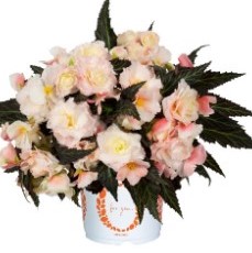 Begonia I'Conia First Kiss La Luna 102/100 Tray - Griffin Greenhouse ...