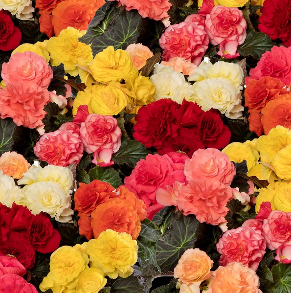 Begonia Limitless Mix PLT - Griffin Greenhouse Supplies