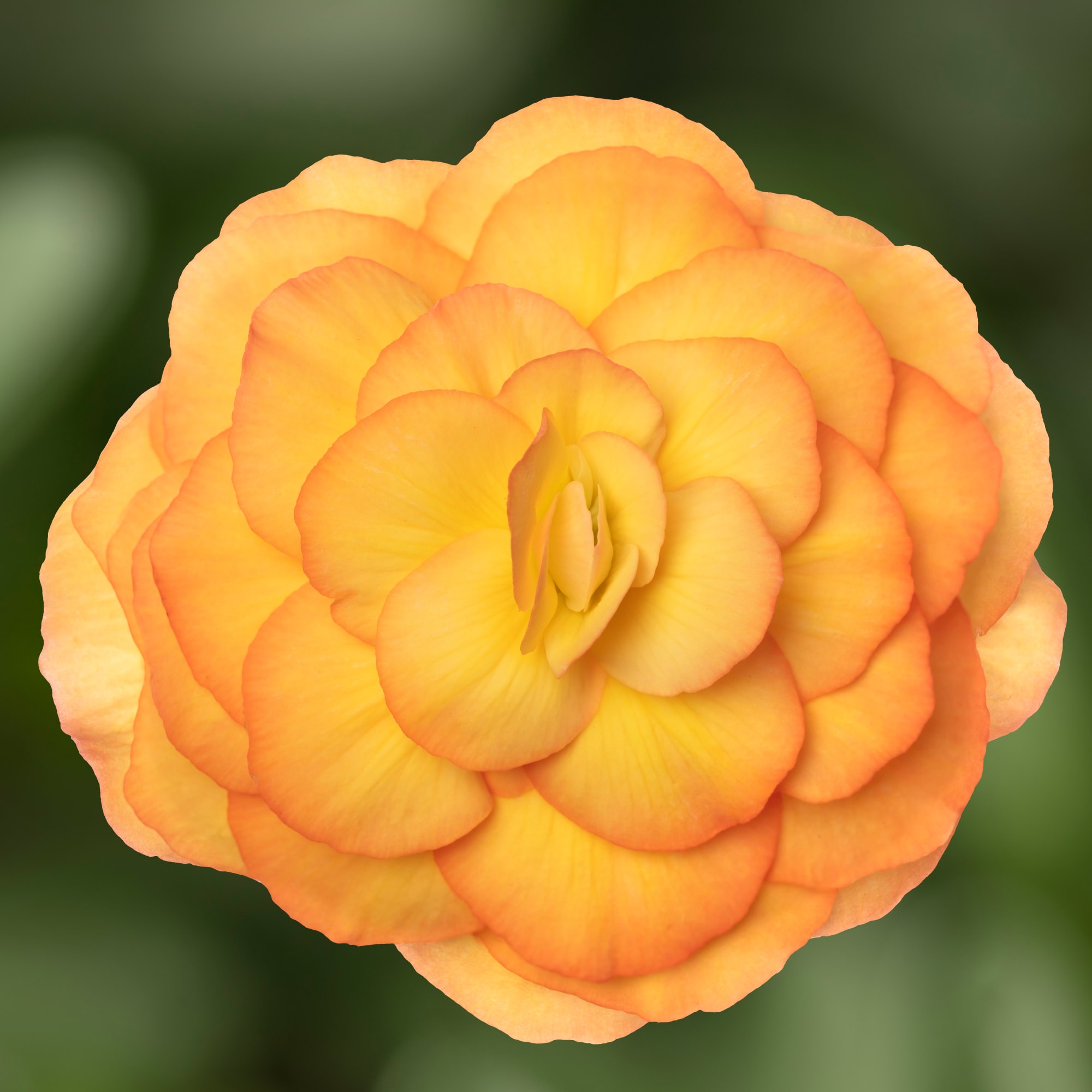 You Searched For "begonia" - Griffin Greenhouse Supplies