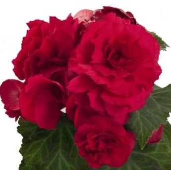 Begonia Seeds - Griffin Greenhouse Supplies