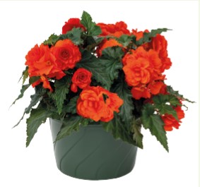 Begonia Nonstop Joy Orange PLT - Griffin Greenhouse Supplies