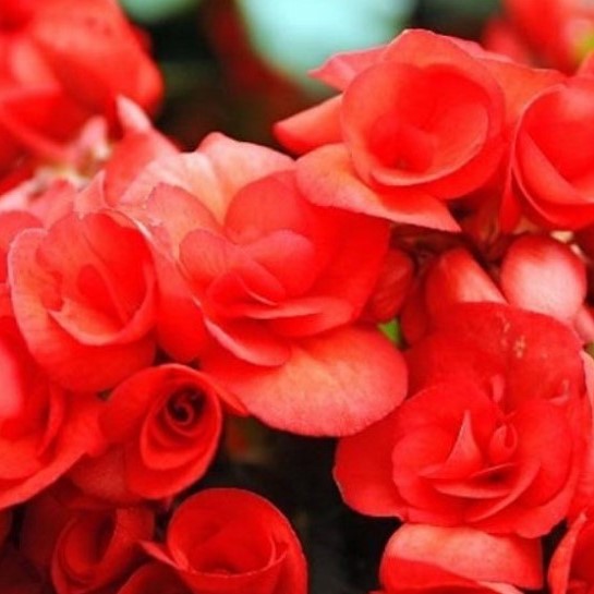 Begonia Seeds - Griffin Greenhouse Supplies