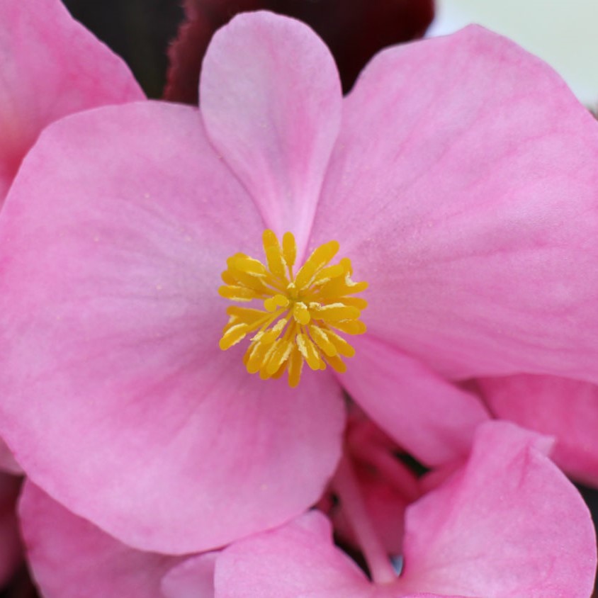 Begonia Seeds - Griffin Greenhouse Supplies