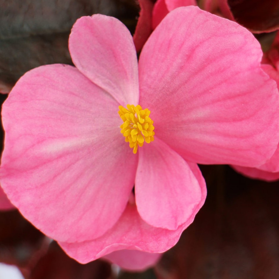 Begonia Seeds - Griffin Greenhouse Supplies