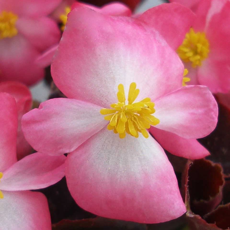 Begonia Seeds - Griffin Greenhouse Supplies