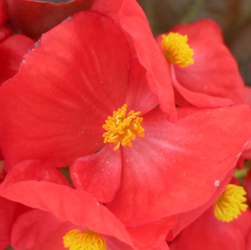 Begonia Seeds - Griffin Greenhouse Supplies