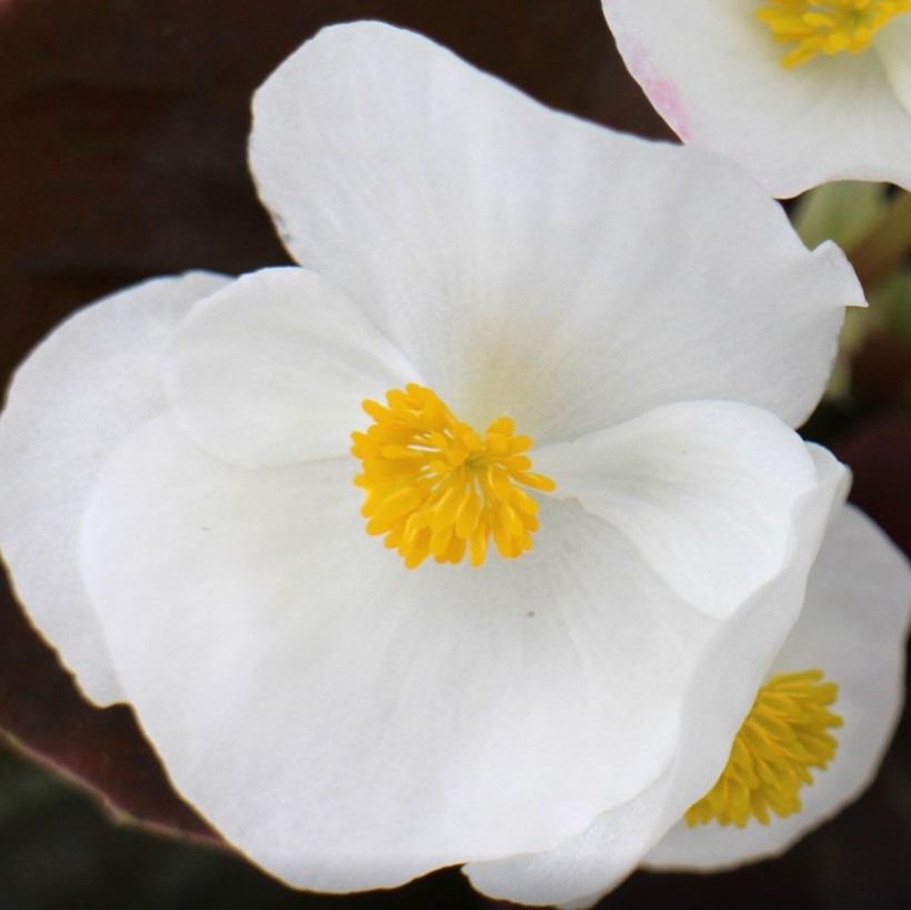 Begonia Senator Iq White PLT - Griffin Greenhouse Supplies