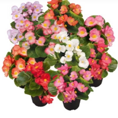 Begonia Sprint Plus Maxi Mix Green Leaf 144/140 Tray - Griffin ...