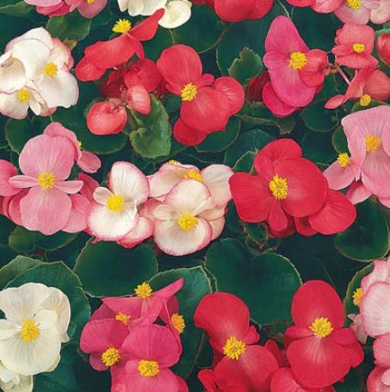 Begonia Seeds - Griffin Greenhouse Supplies