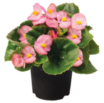 Begonia Seeds - Griffin Greenhouse Supplies