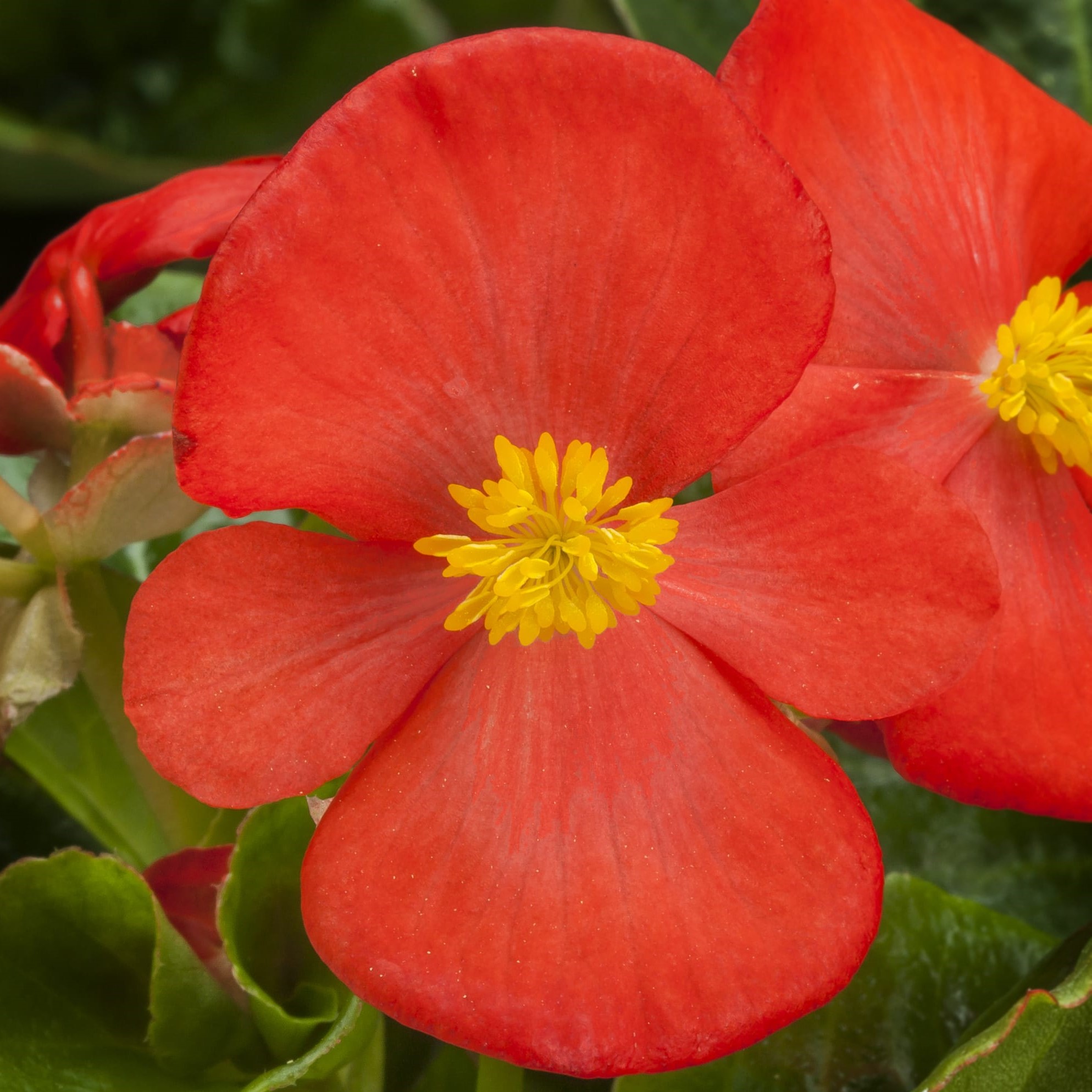 Begonia Seeds - Griffin Greenhouse Supplies