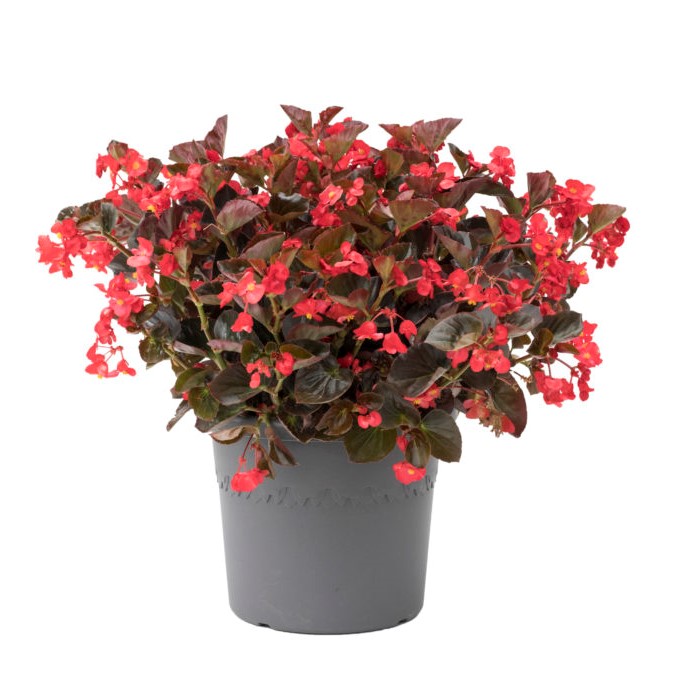 Begonia Seeds - Griffin Greenhouse Supplies