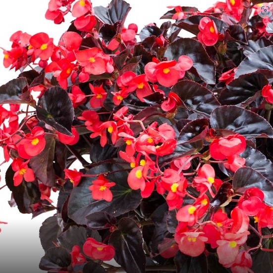 Begonia Seeds - Griffin Greenhouse Supplies
