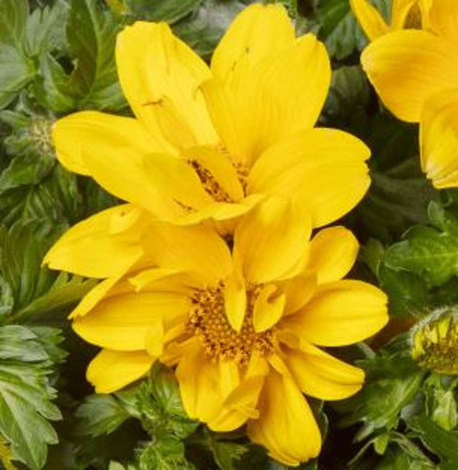 Bidens Brazen Happy Sun 51/50 Tray SF - Griffin Greenhouse Supplies
