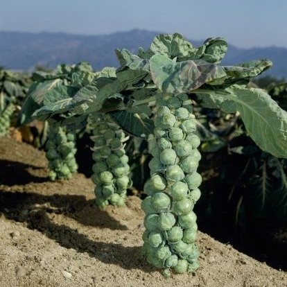 Brussels Sprouts Jade Cross ASTD - Griffin Greenhouse Supplies