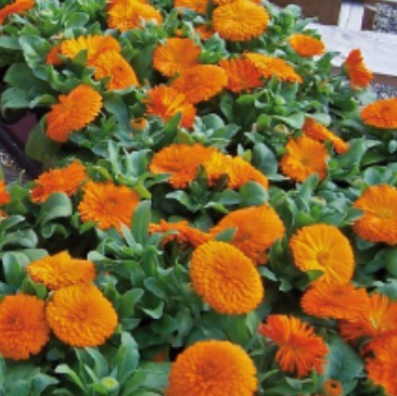 Calendula Seed - Griffin Greenhouse Supplies