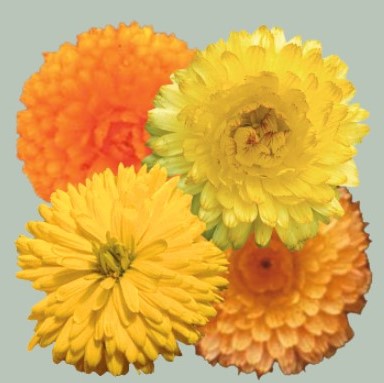 Calendula Seed - Griffin Greenhouse Supplies
