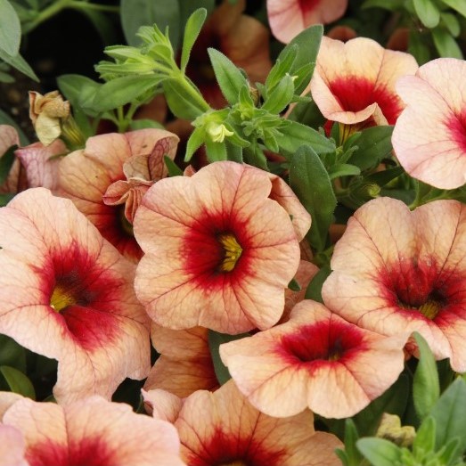 Calibrachoa Bloomtastic Peach Grenadine Improved 51/50 EcoLiner ...