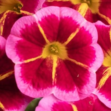 Calibrachoa Caliloco Starfire Rose 26/25 Tray - Griffin Greenhouse Supplies