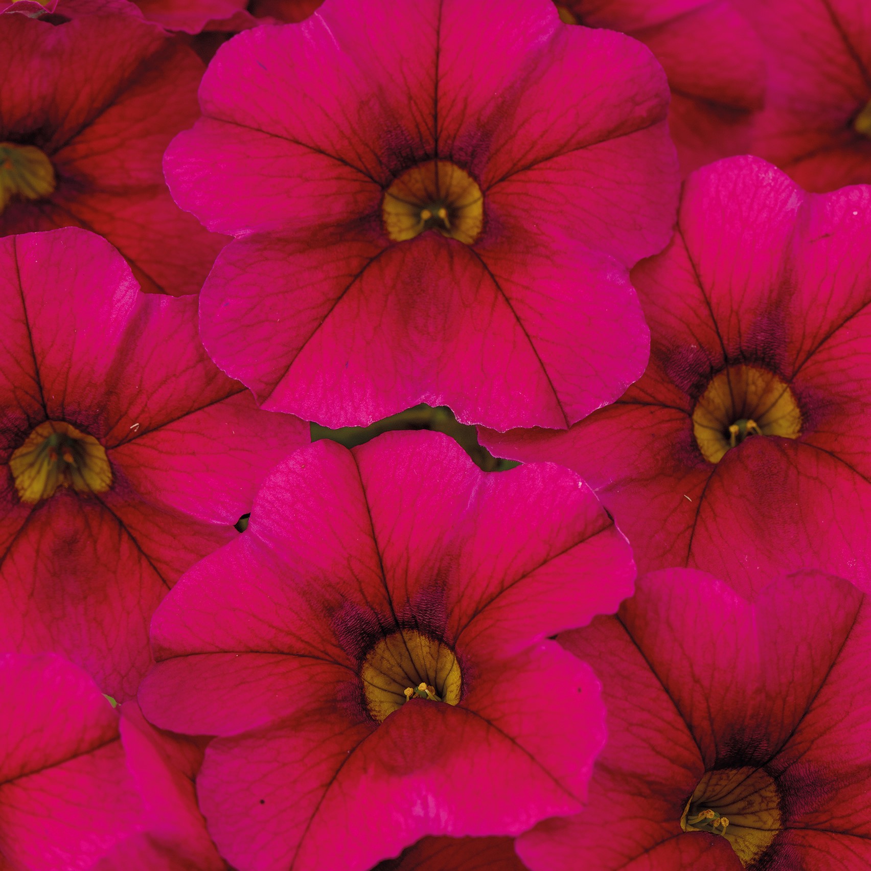 Calibrachoa Calitastic Raspberry 51/51 Tray - Griffin Greenhouse Supplies
