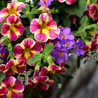 Calibrachoa Candy Shop Candy Bouquet 102/100 Tray - Griffin Greenhouse ...