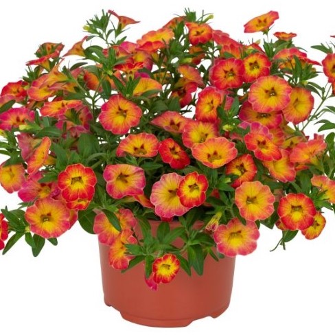 Calibrachoa Rainbow Orange Oasis 102/100 Ellepot Tray - Griffin ...