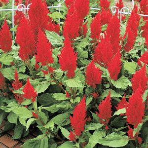 Celosia Castle Scarlet ASTD - Griffin Greenhouse Supplies